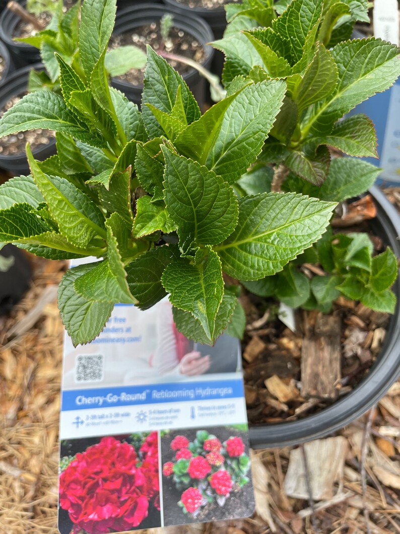 Hydrangea Cherry-go-round™ (live Plant) - Etsy