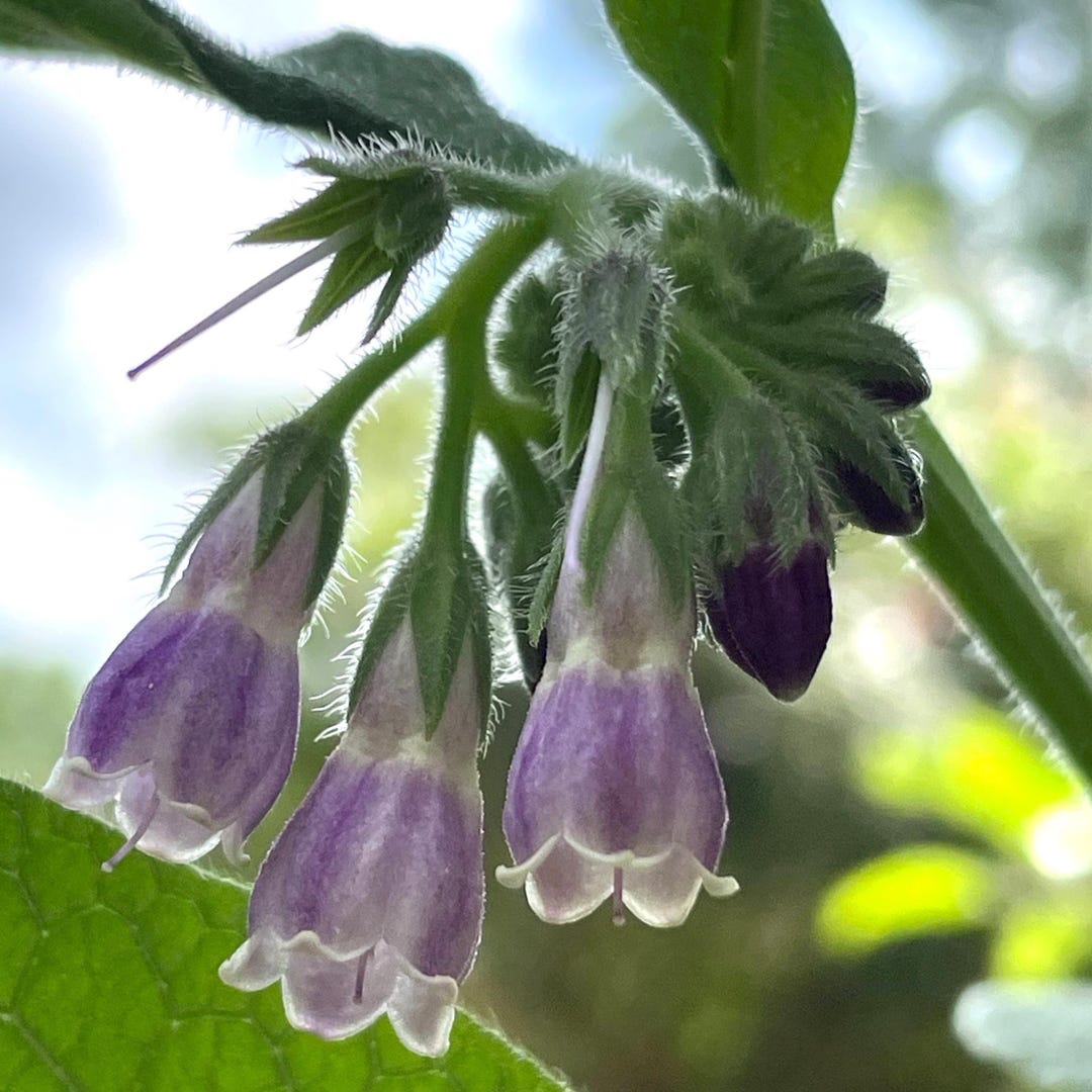 Bocking 14 Russian Comfrey (root Cuttings) - Etsy