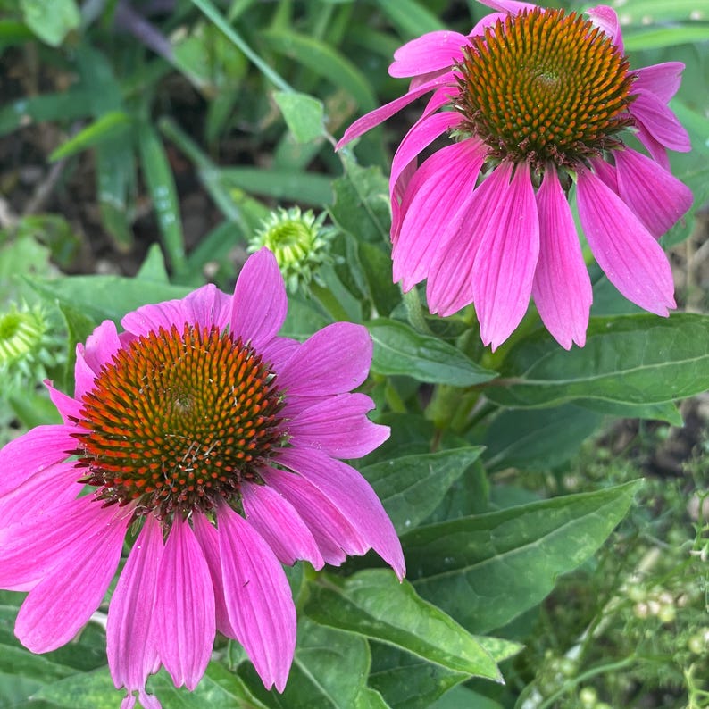 Coneflower Powwow® Wild Berry (live Plant) - Etsy