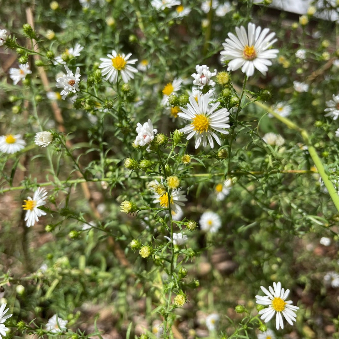 Frost Aster (live Plants) - Etsy
