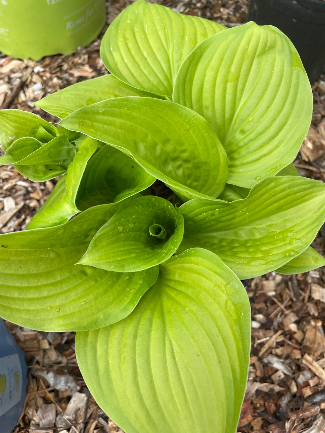 Hosta 'stained Glass' (live Plant) - Etsy