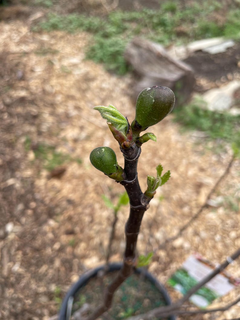 Ficus 'little Miss Figgy' (live Plant) - Etsy