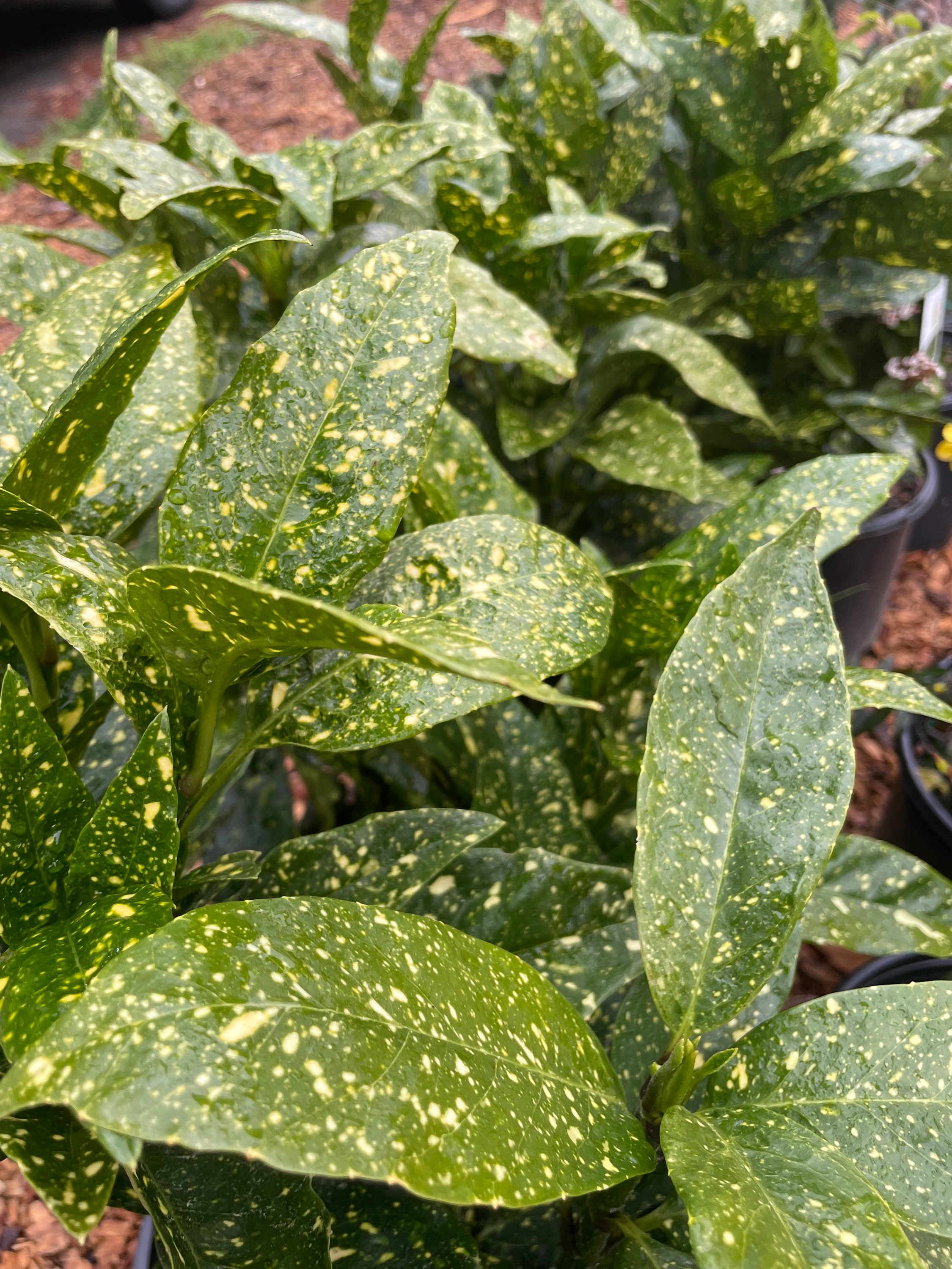 Gold Dust Plant, Aucuba (live Plant) - Etsy