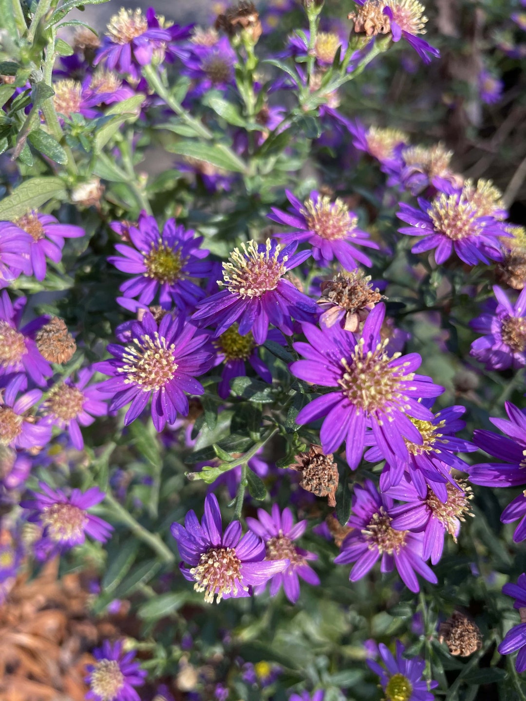 New England Aster ‘grape Crush’ (live Plant) - Etsy