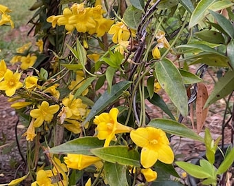 Carolina Jessamine 1 Gallon Live Plant - Etsy