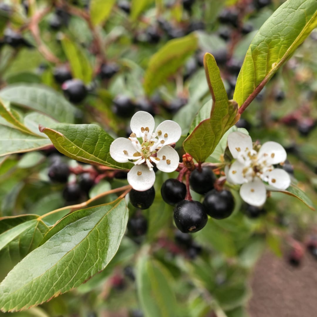 Aronia Ground Hug® (live Plant) - Etsy