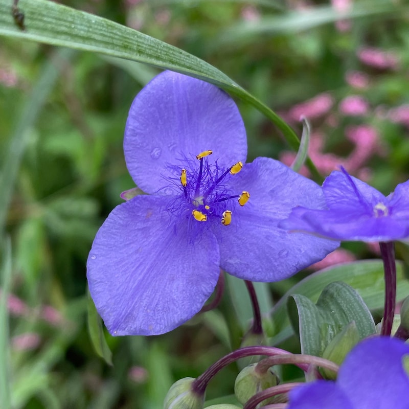Spiderwort - Etsy