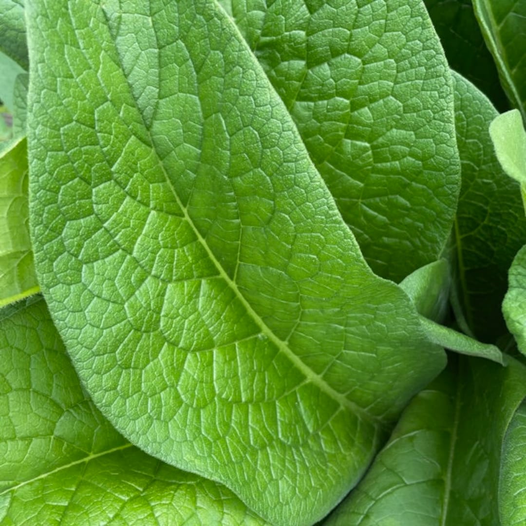 Bocking 14 Russian Comfrey (root Cuttings) - Etsy