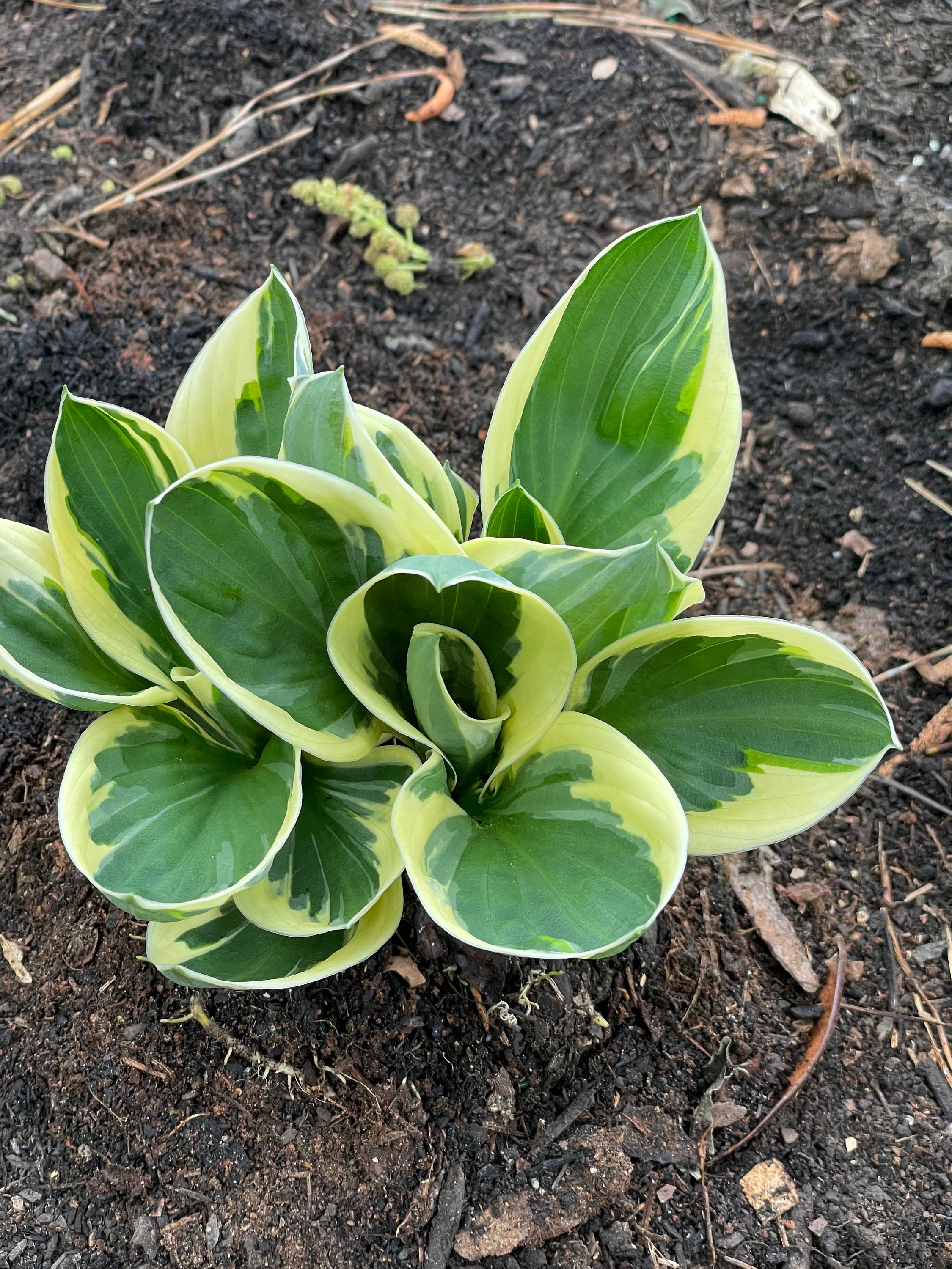 Hosta 'patriot' (live Plant) - Etsy