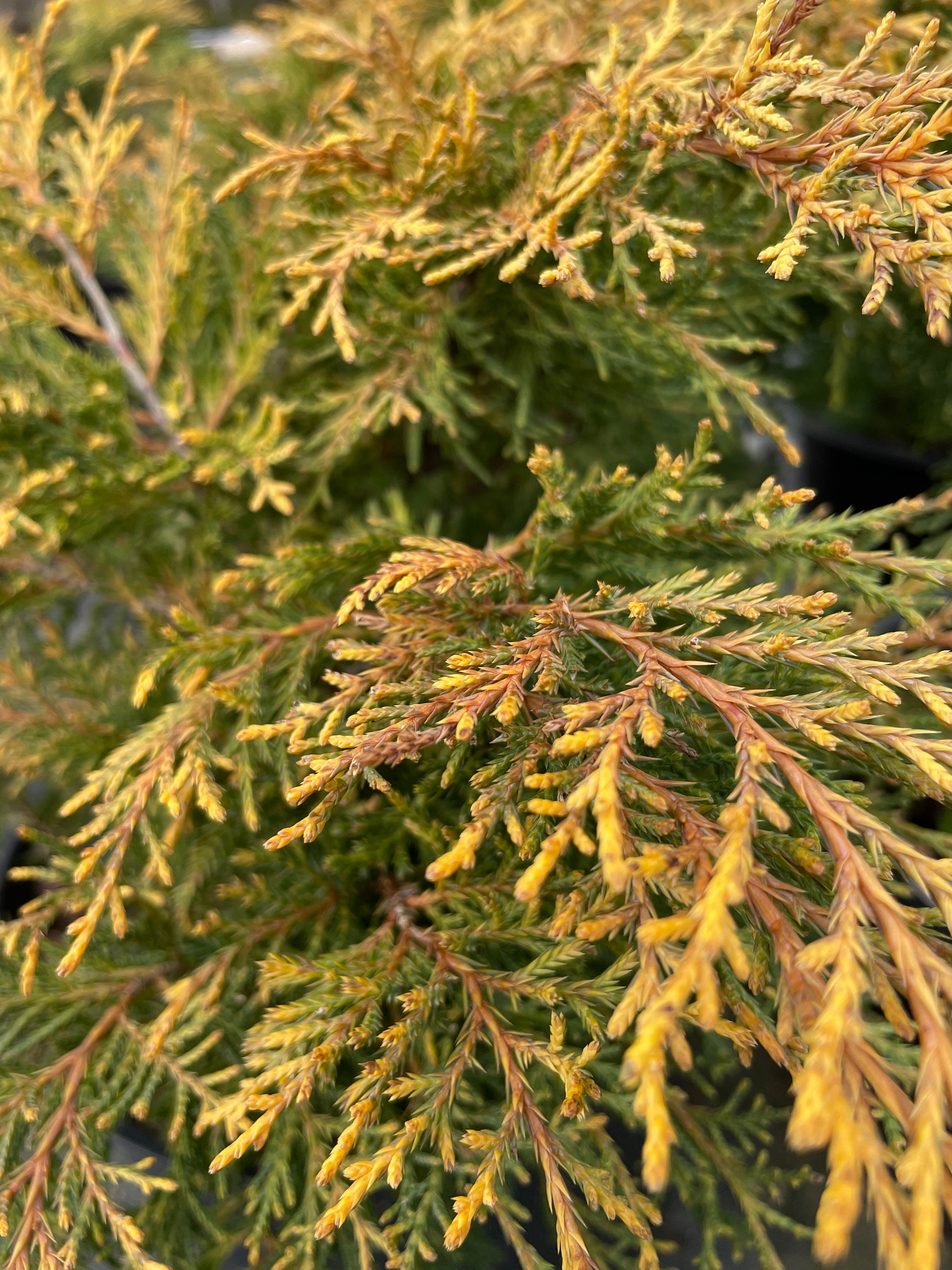 Juniper 'saybrook Gold' live Plant - Etsy