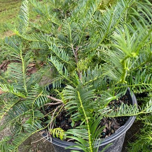 Japanese Plum Yew 'prostrata' (live Plant) - Etsy