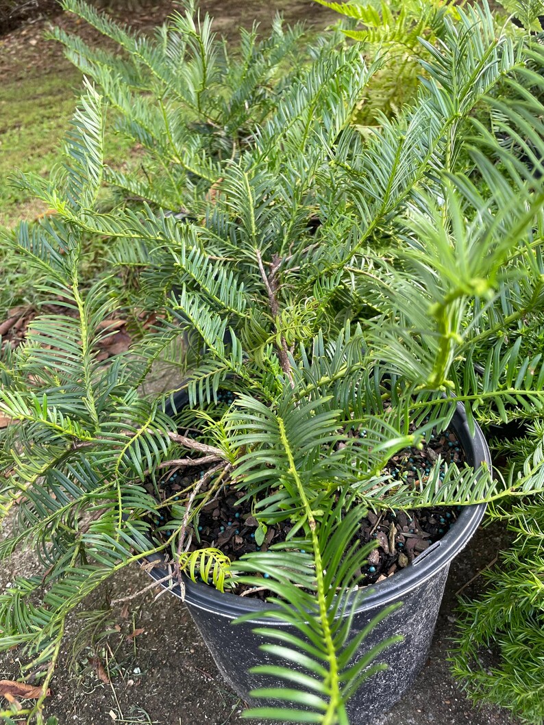 Japanese Plum Yew 'prostrata' (live Plant) - Etsy