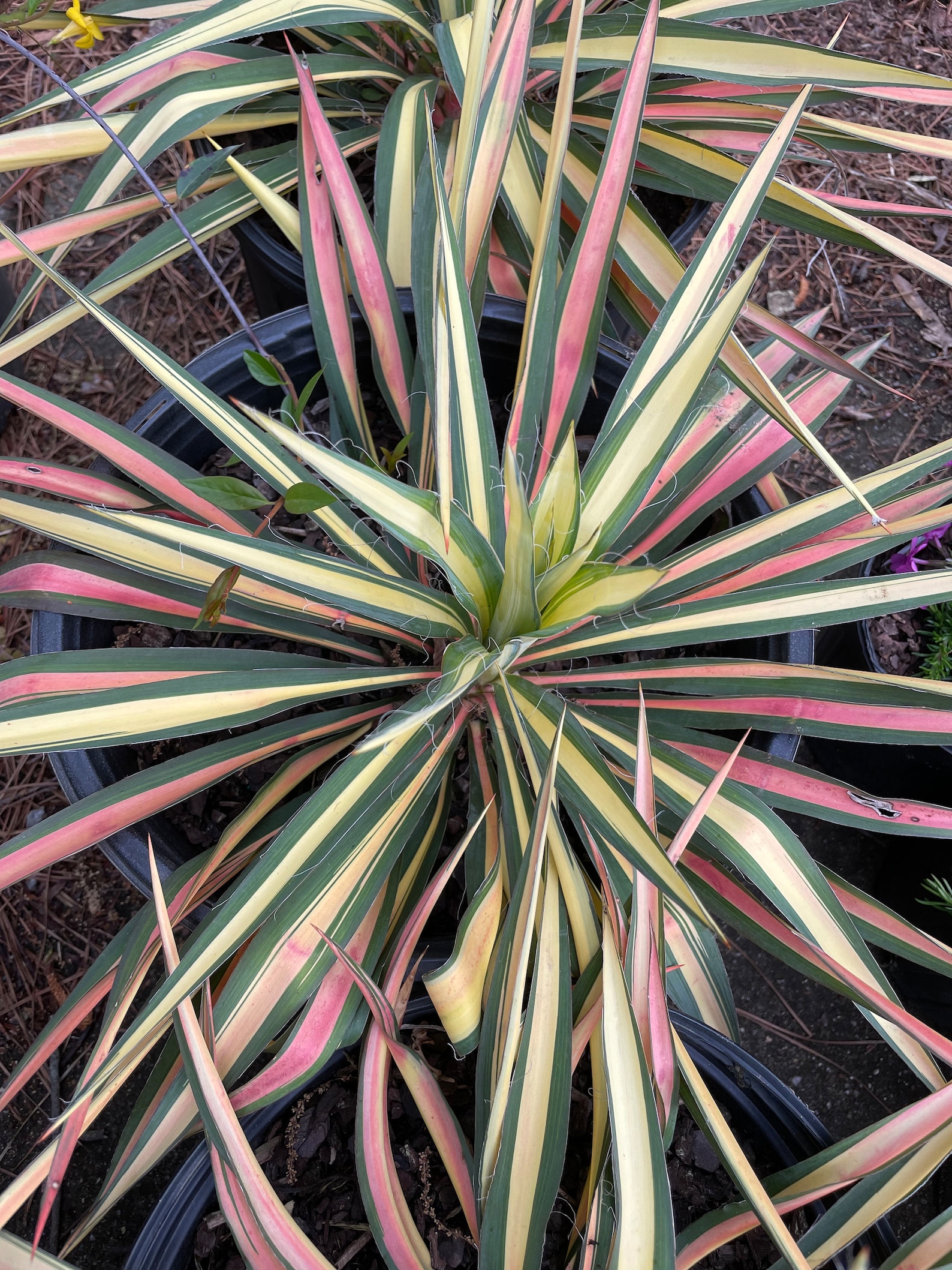 Yucca 'color Guard' (live Plant) - Etsy