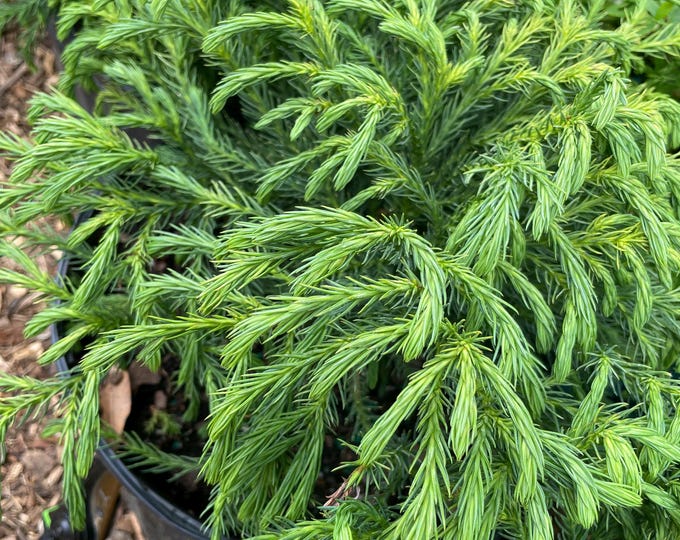 Dwarf Japanese Cedar 'globosa Nana' (live Plant) - Etsy