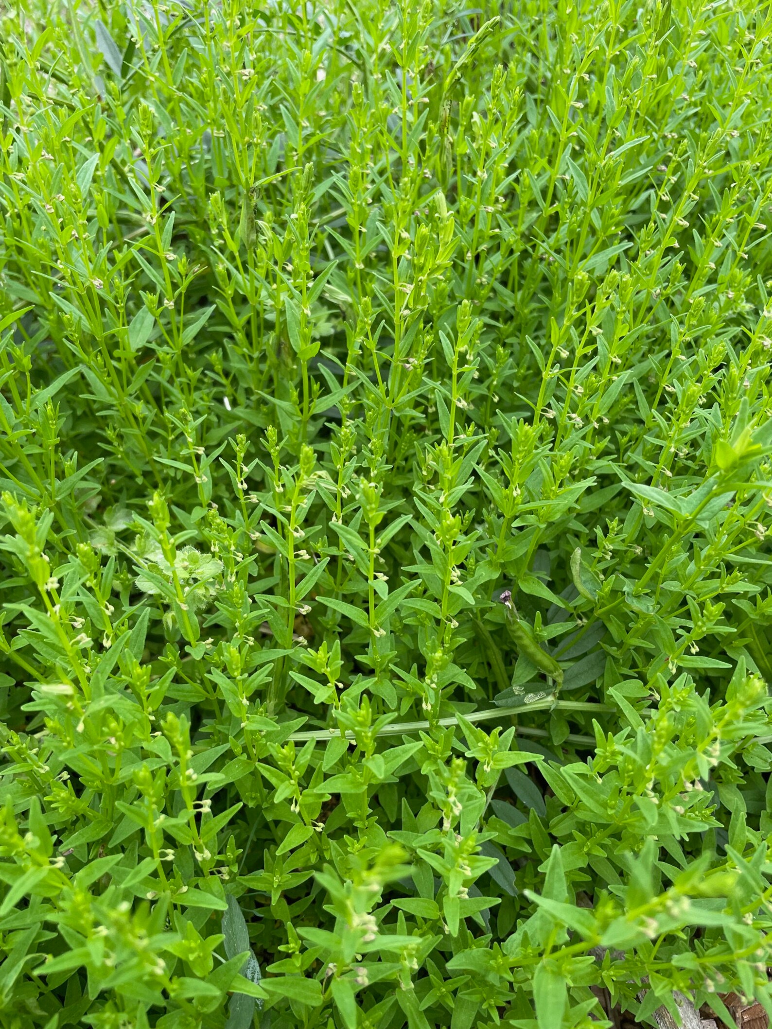 Small Skullcap (scutellaria Parvula) - Etsy