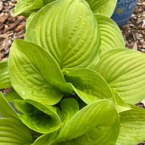 Hosta 'stained Glass' (live Plant) - Etsy