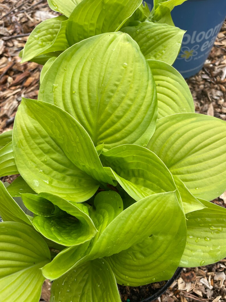 Hosta 'stained Glass' (live Plant) - Etsy