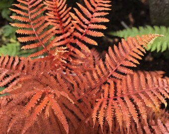 Fern Plant, Autumn Fern Plant in a 6 Pot , Orange Dryopteris ...