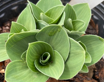 Blue Mouse Ears Mini Hosta. Super Cute. Blue. Easy to Grow. No ...