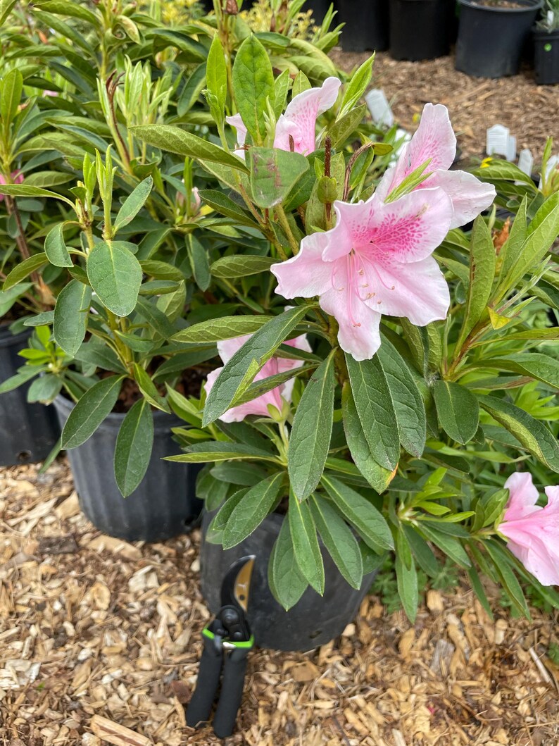 Azalea 'george Taber' (live Plant) - Etsy