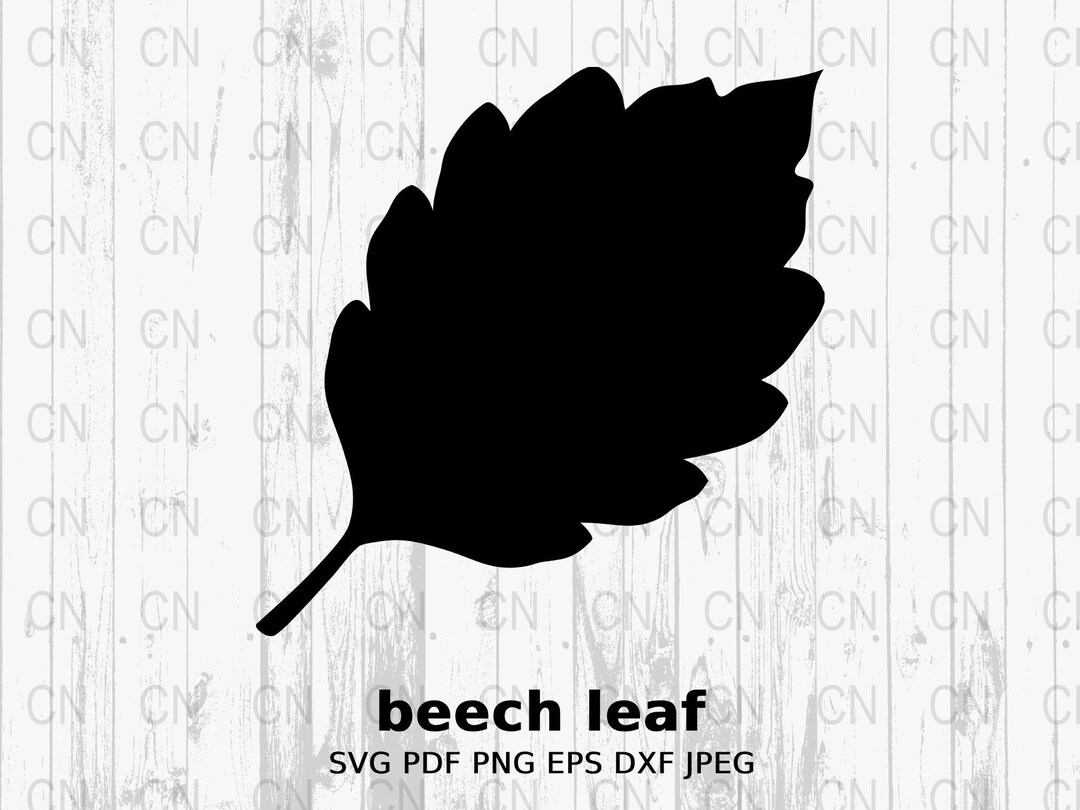 Beech Leaf Silhouette SVG, Beech Tree Leaf Clipart, Botanical Vector ...
