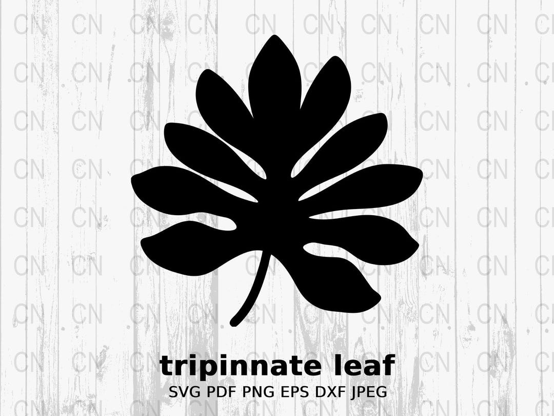 Tripinnate Leaf Silhouette SVG, Multi-pinnate Leaf Clipart, Botanical ...