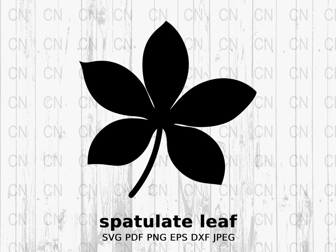 Spatulate Leaf Silhouette SVG, Spoon-shaped Leaf Clipart, Botanical ...