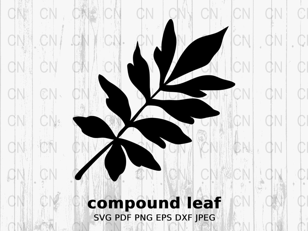 Compound Leaf Silhouette SVG, Multiple Leaflets Leaf Clipart, Botanical ...