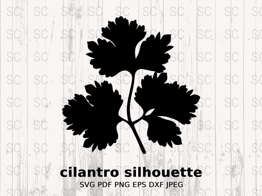 Cilantro Silhouette SVG, Herb Clipart, Fresh Spice Vector, Organic Food ...