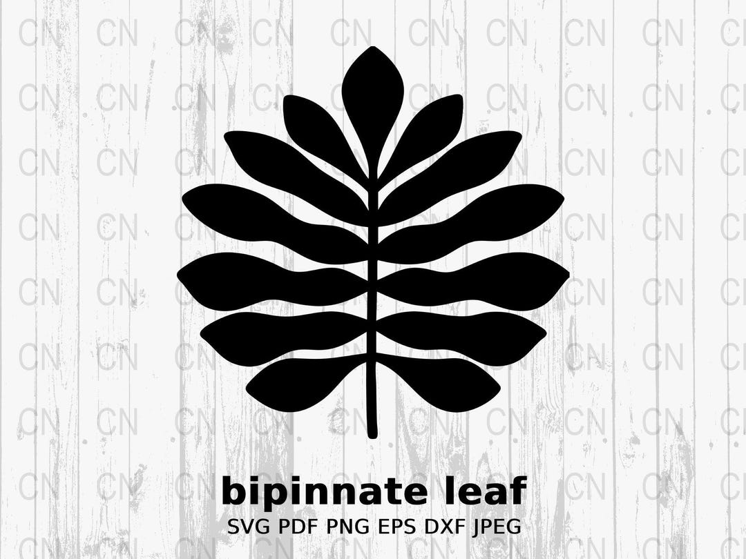 Bipinnate Leaf Silhouette SVG, Double-pinnate Leaf Clipart, Botanical ...