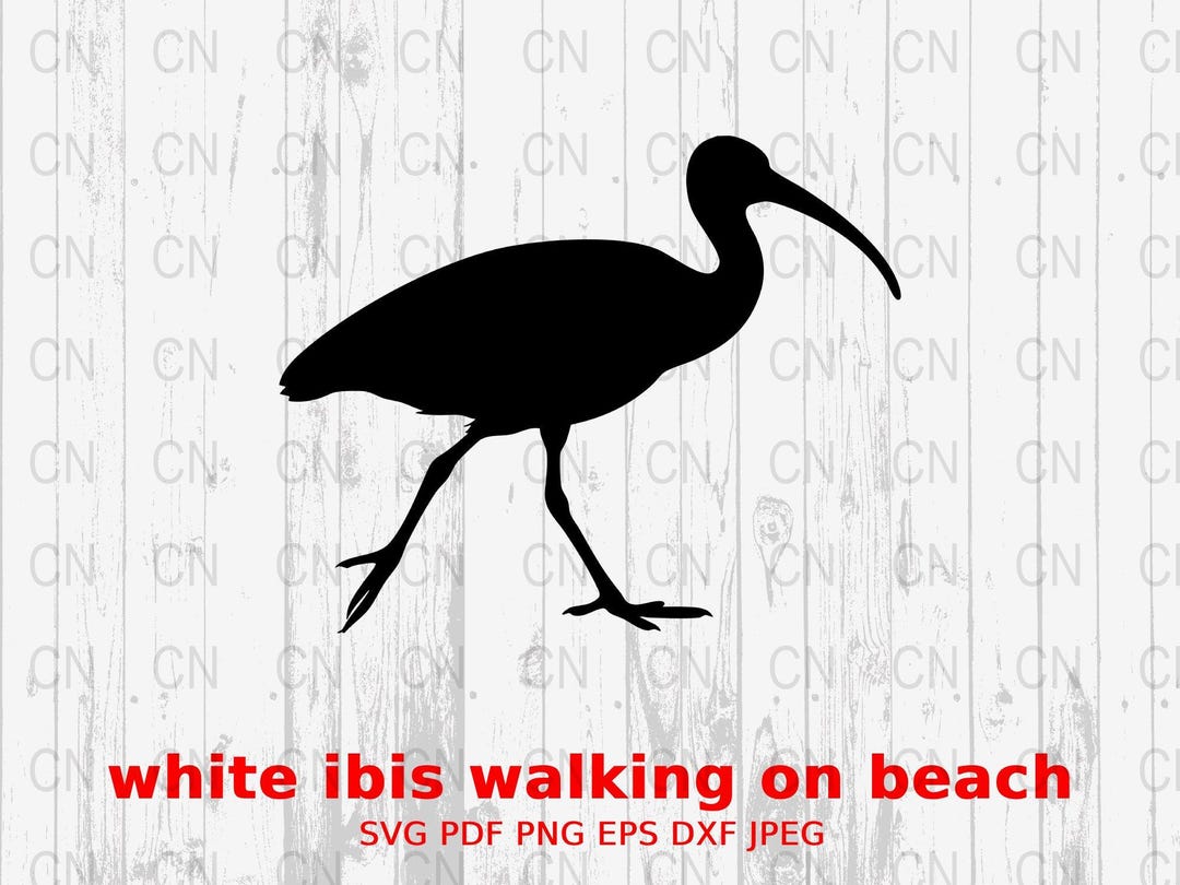 White Ibis Silhouette SVG, Shorebird Clipart, Nature Bird Vector ...