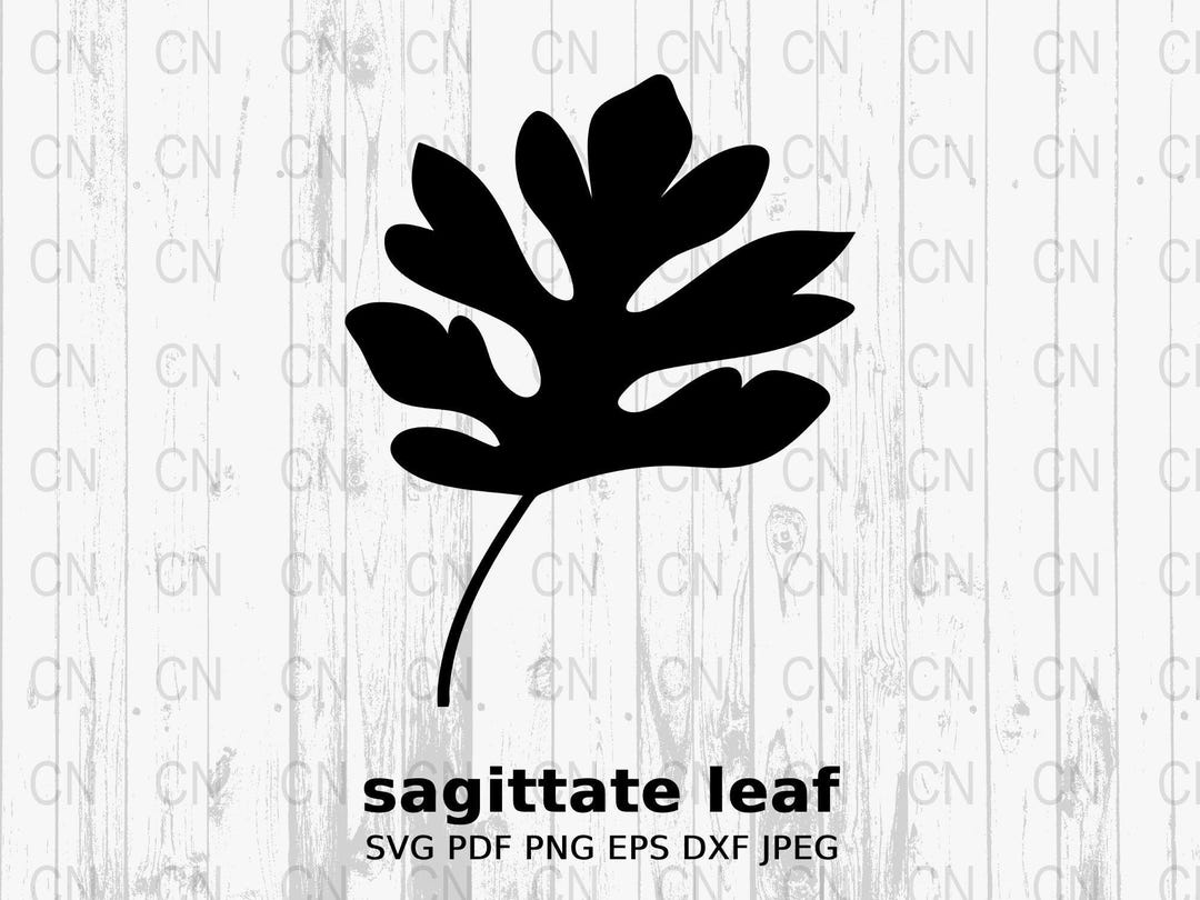 Sagittate Leaf Silhouette SVG, Arrowhead-shaped Leaf Clipart, Botanical ...