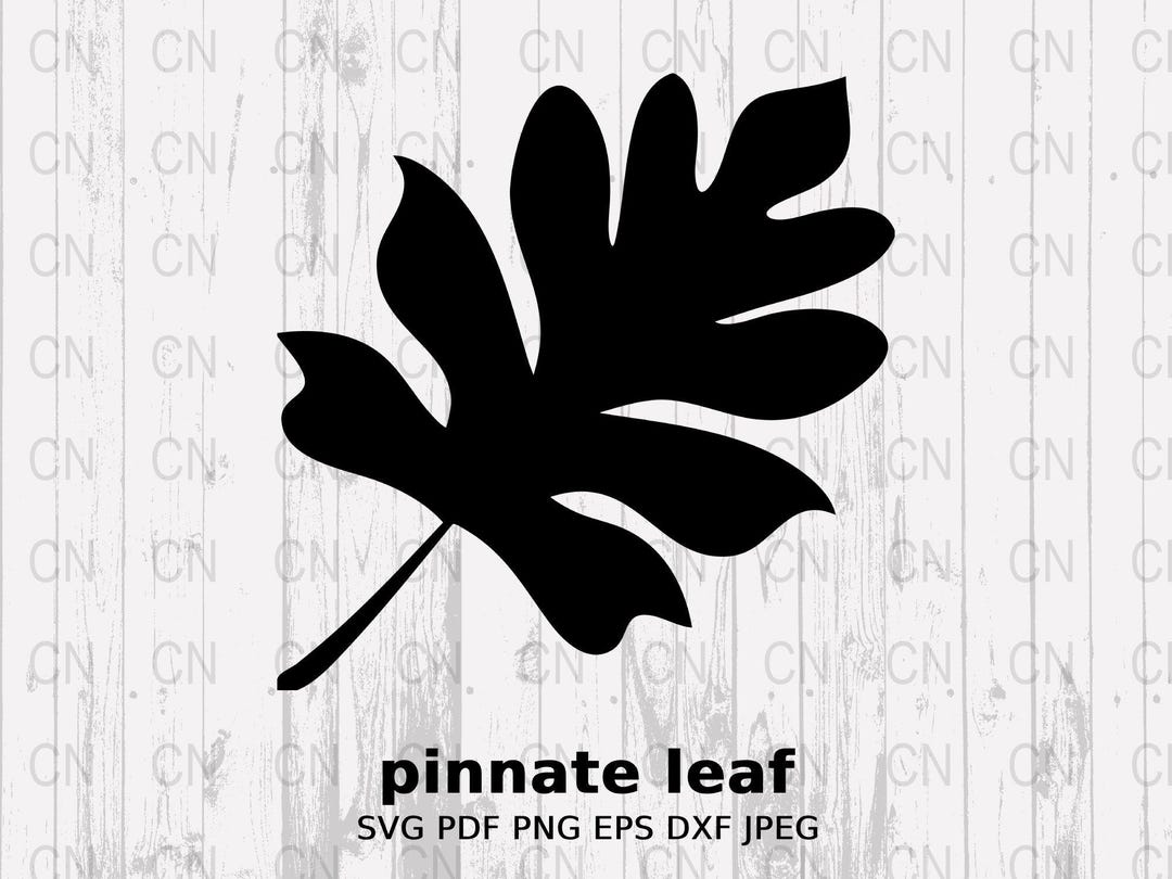 Silueta de hoja pinnada SVG, clipart de hoja compuesta, vector botánico ...