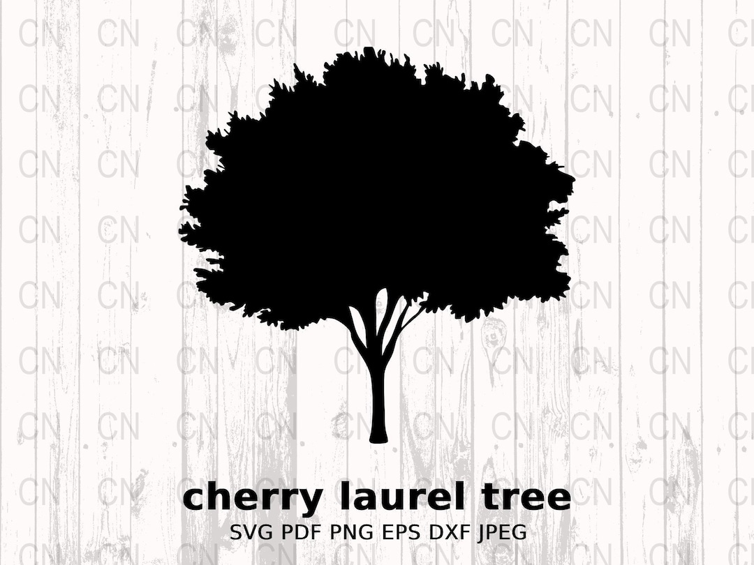 Cherry Laurel Tree Silhouette SVG, Evergreen Shrub Clipart, Botanical ...