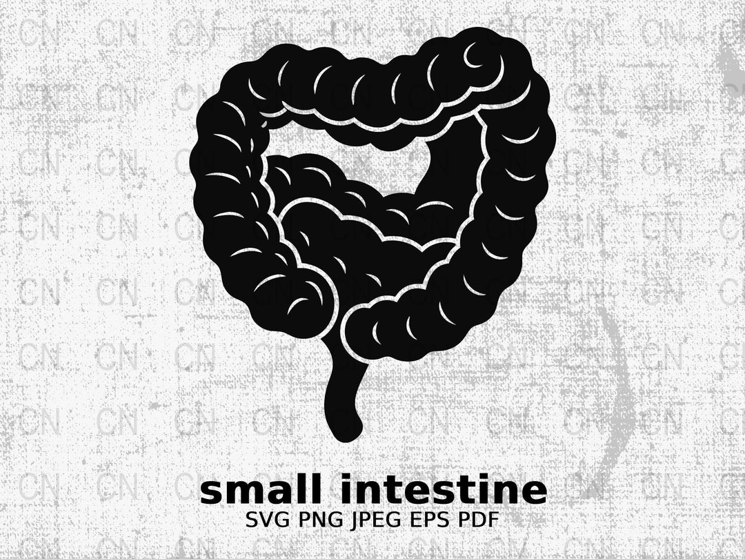 Small Intestine Silhouette SVG, Human Anatomy Clipart, Digestive System ...