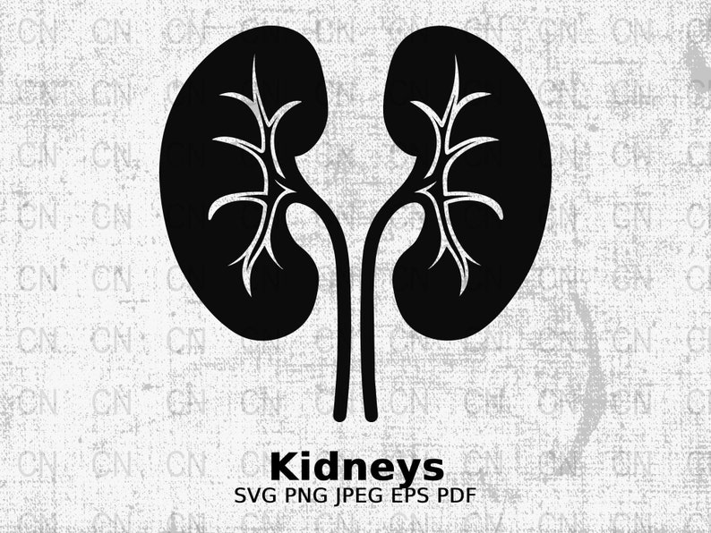 Kidneys Svg Png Jpeg Dxf, Vector Cutting Files for Silhouette Cameo ...