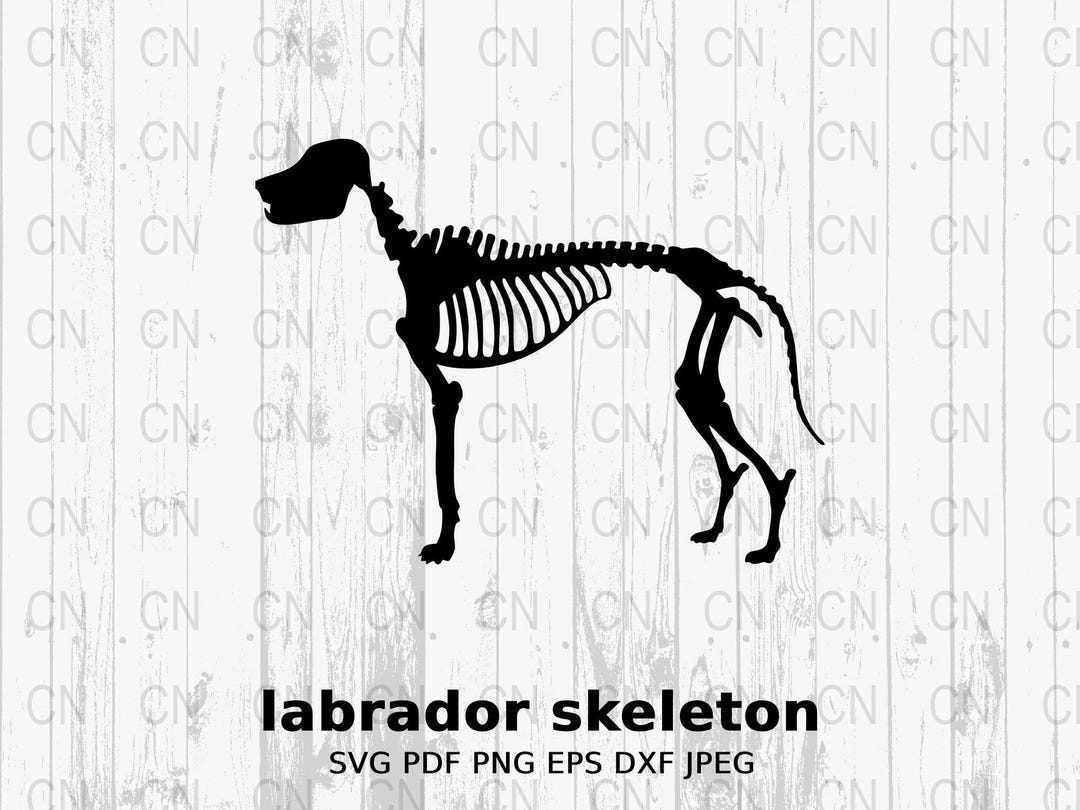 Labrador Skeleton Silhouette SVG, Dog Anatomy Clipart, Pet Skeleton ...