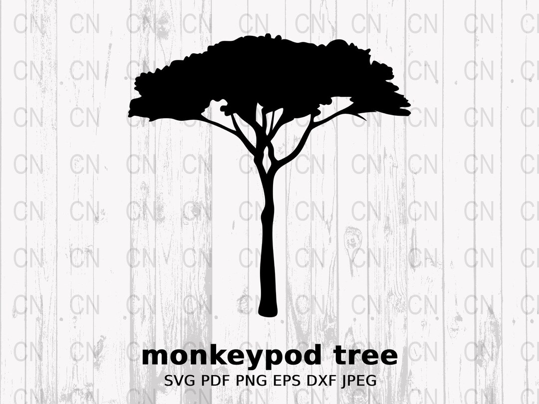 Monkeypod Tree Silhouette, Monkeypod Tree SVG, Tropical Tree Silhouette ...