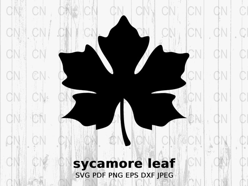 Sycamore Leaf Silhouette SVG, Maple-like Leaf Clipart, Botanical Vector ...
