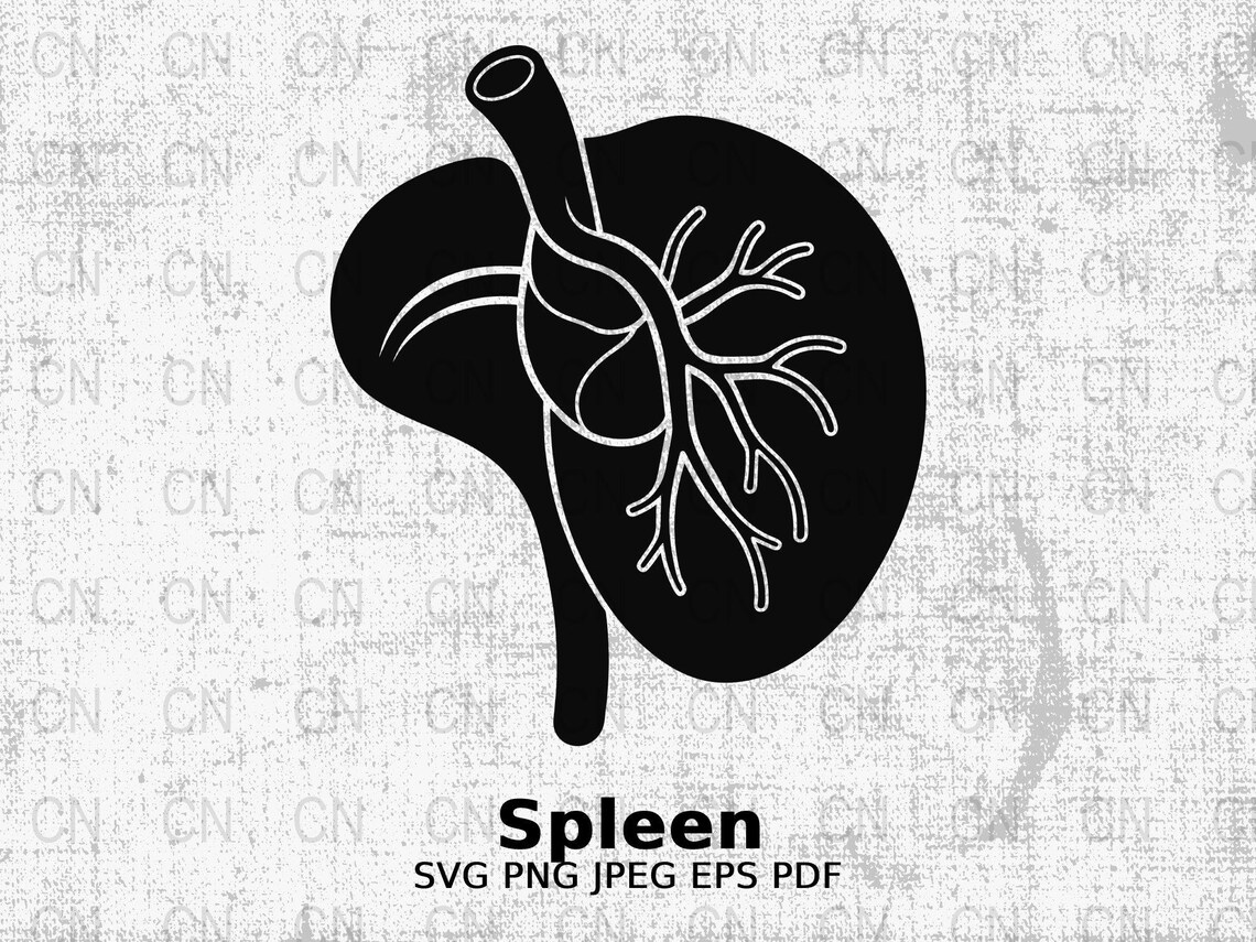 Spleen Silhouette SVG, Human Organ Clipart, Anatomy Vector, Medical ...