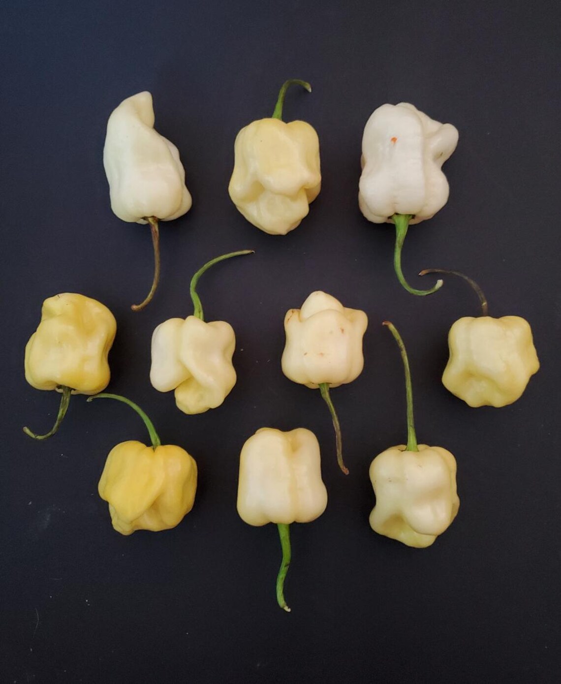 Whynot White F5 Pepper Seeds! - Etsy