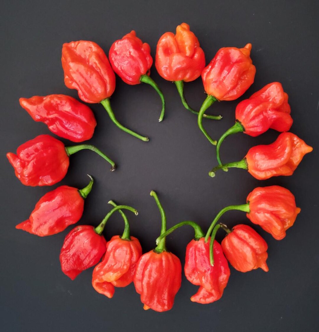 Trinidad Moruga Scorpion Pepper Seeds! - Etsy