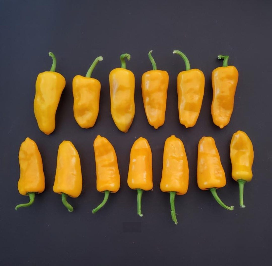 Datil Pepper Seeds! - Etsy