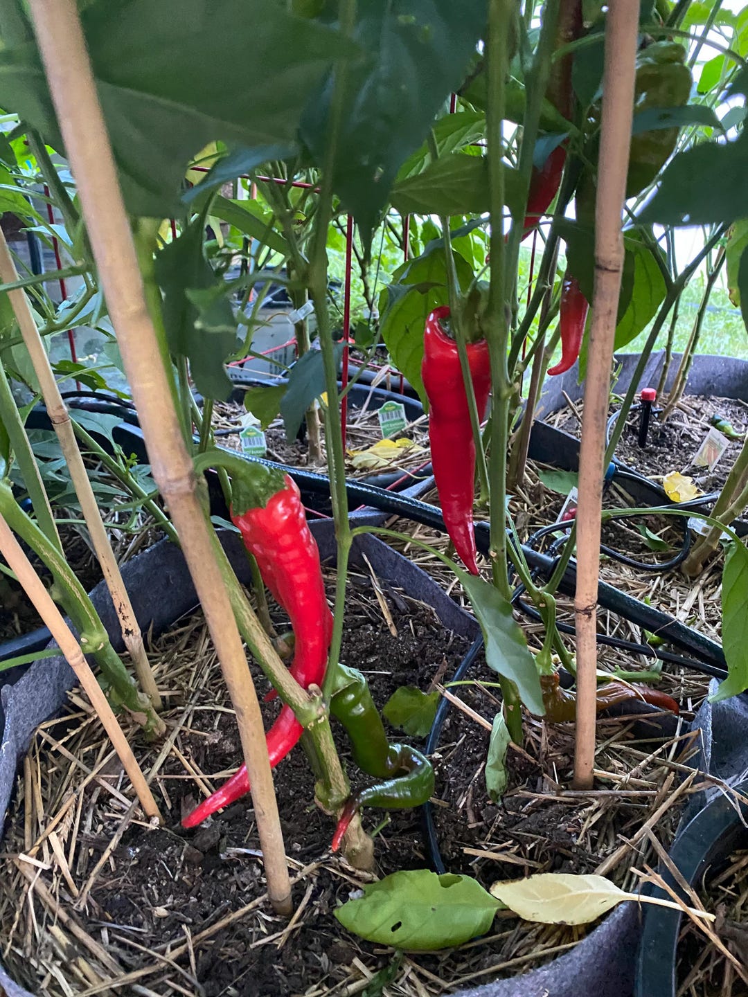 Jimmy Nardello Pepper Seeds! - Etsy