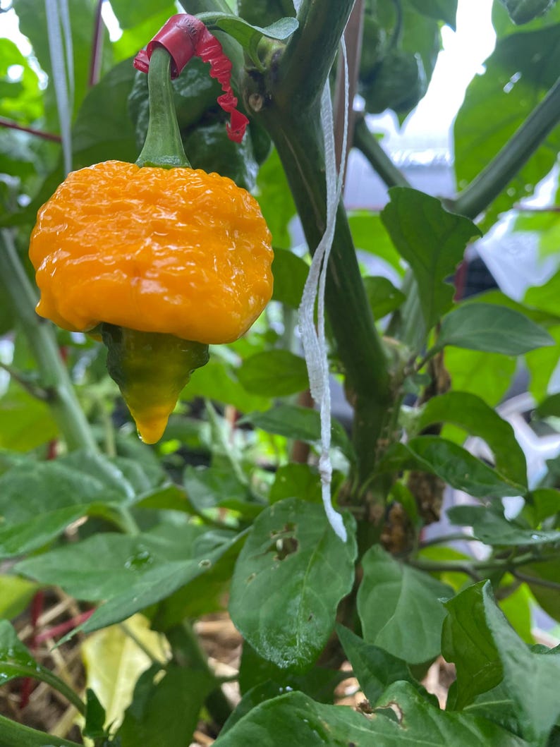Trinidad Moruga Scorpion Yellow! - Etsy