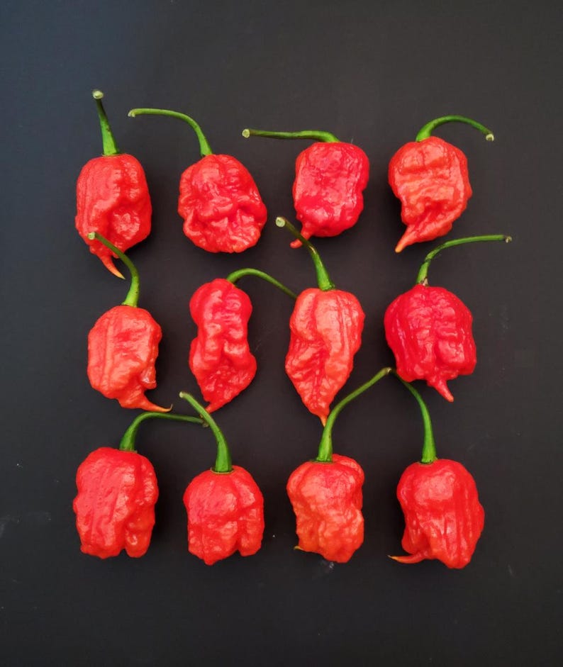 Carolina Reaper Pepper Seeds! - Etsy
