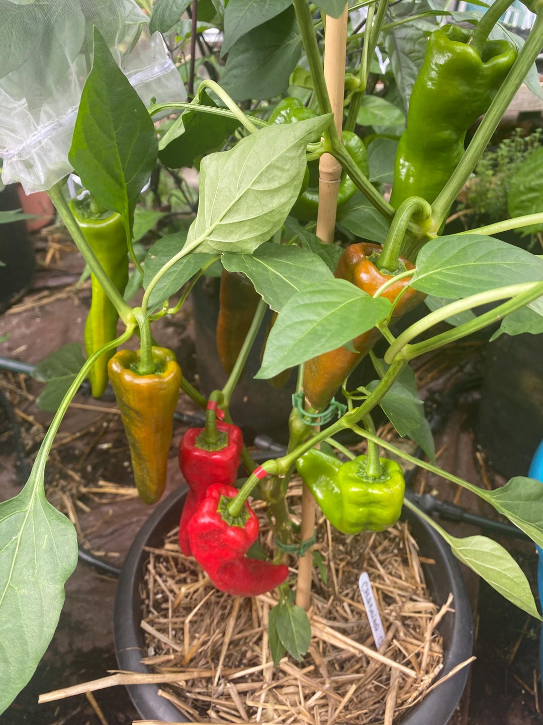 Calabrian Caviar Pepper Seeds! 15+ Seeds! Italian Heirloom! - Etsy