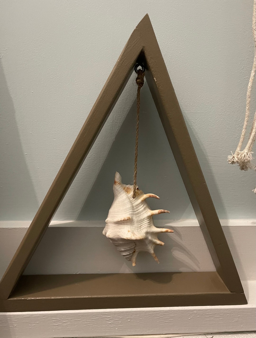 Spider Conk Shell Specimen, Home Decor, Minimalistic Art, Unique - Etsy