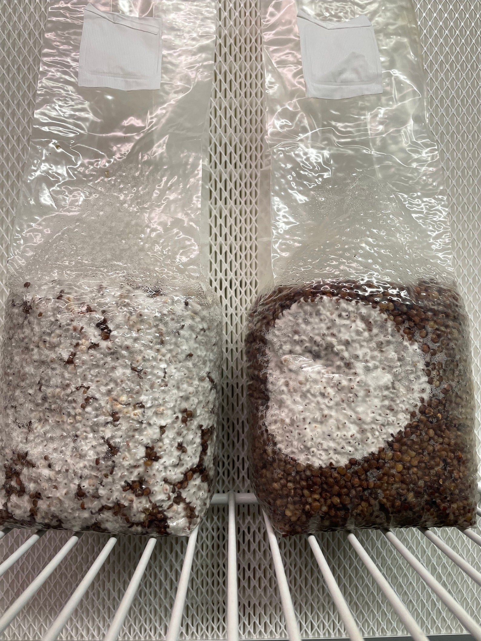 Mushroom Grain Spawn- Milo (sorghum) 2lbs - Etsy