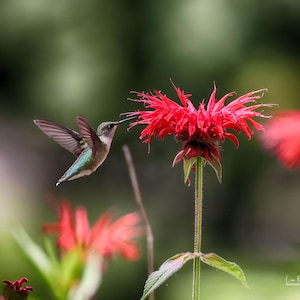 Ruby Throated Hummingbird, Bird Photography, Hummingbirds, Floral, Red ...